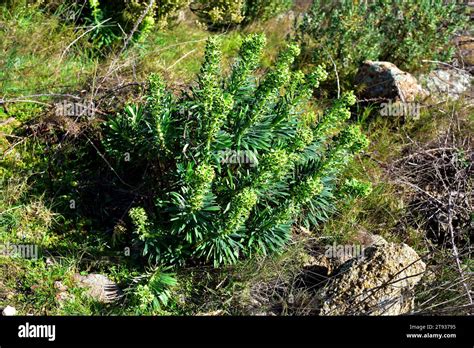 Mediterranean Spurge Euphorbia Characias Is A Shrub Native To