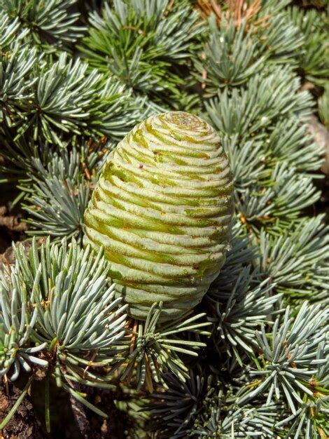 Premium Photo Young Green Cone Cedar
