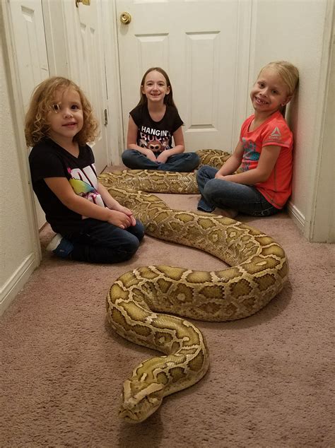 Pi Reptiles The Girls And My Largest Burmese Python She