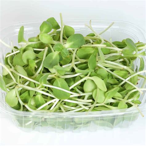 How To Grow Radish Sprouts The Wonderful World Of Sprouts