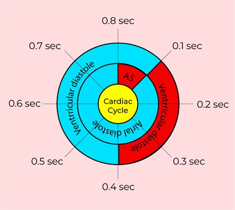 Cardiac Cycle Diagram Physiology Phases Of Cardiac Cycle