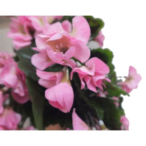 Artificial Trailing Geraniums From Evergreen Direct Artificial Trailing Geraniums From Evergreen Direct