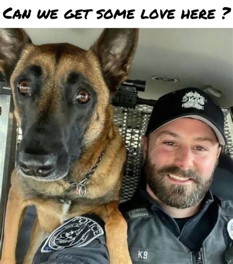 Photo Posted By German Shepherd Lovers Germanshepherdlovers7