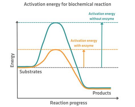 Enzyme Definition