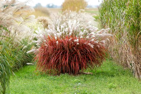 Miscanthus Sinensis Genesis Plant Marketing Ltd