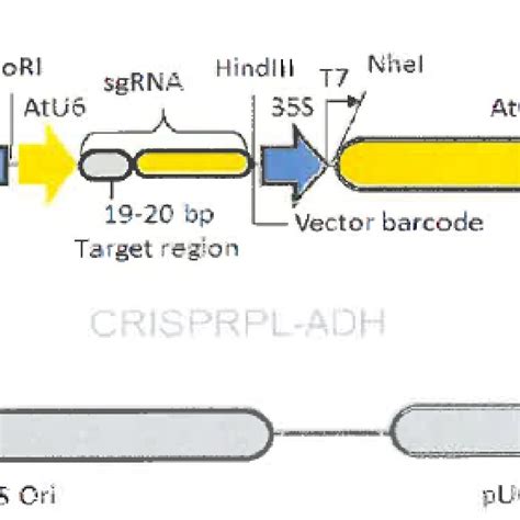 Transient Network Analyzer Download Scientific Diagram