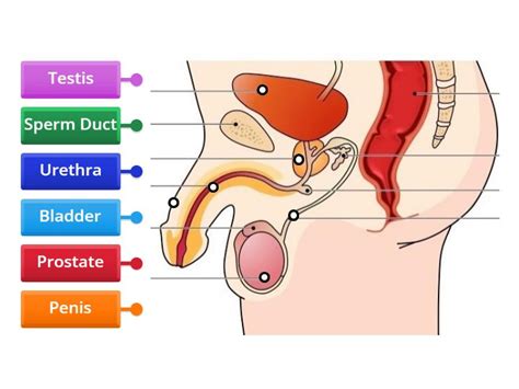 Male Reproductive System Labels Labelled Diagram