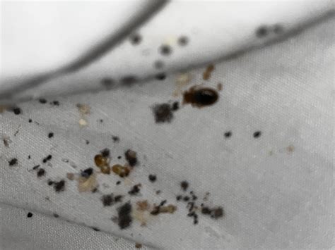 Which Of These Cockroach Gel Bait Is Better When Compared With Each