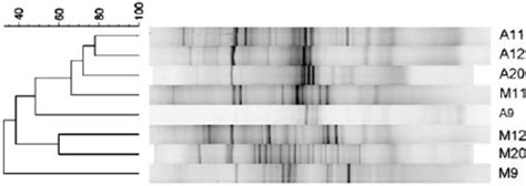a dendrogram obtained by the upgma method for clustering of dgge
