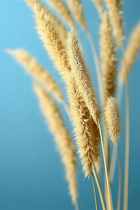 Golden Grasses On Blue Background Wallpaper Image For Free Download