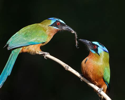 Zenfolio Feather Light Photography Avian Courtship Display