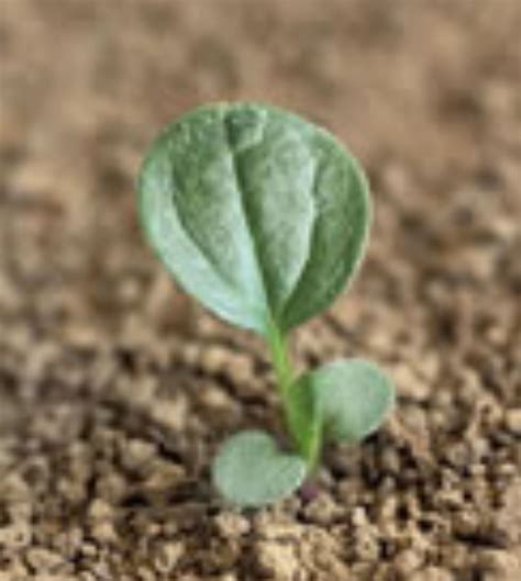 Purple Coneflower Seedling Identification Punchnibht