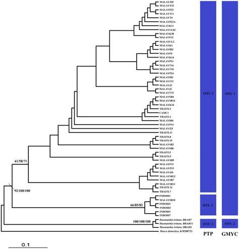bootstrap [maximum likelihood ml maximum parsimony mp