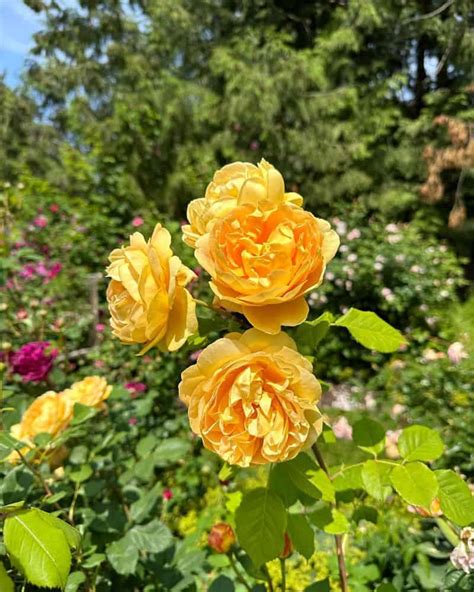 10 Unusual Rose Colors That Add A Unique Touch To Any Garden Decofond