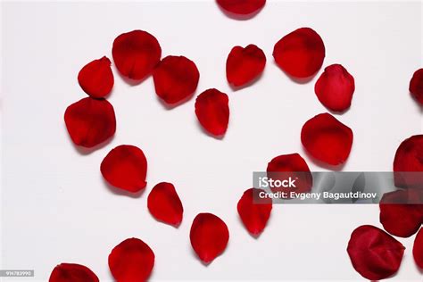 흰색 바탕에 심 혼의 형태로 늘어선 빨간 밝은 장미의 꽃잎 위에서 보기 2월에 대한 스톡 사진 및 기타 이미지 2월 3월 8 Istock