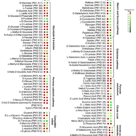 Summary Of Biolog Phenotype Microarray Plates For Pseudogymnoascus