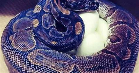 Python Snake Suddenly Lays Eggs Years After Fertilization Abroad World Today News