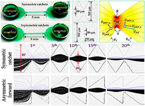 Recent Advances In Dielectrophoretic Manipulation And Separation Of