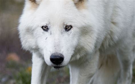 Download Wallpaper 1280x800 Wolf White Predator Widescreen 1610 Hd