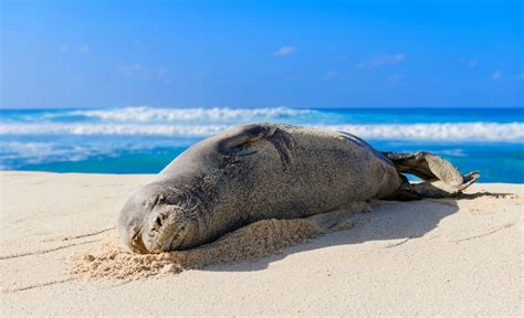 Interesting Facts About The Hawaiian Monk Seal Detroit Chinatown