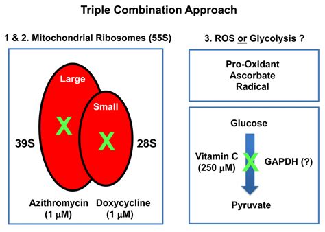 Doxycycline Azithromycin And Vitamin C Dav A Potent Combination