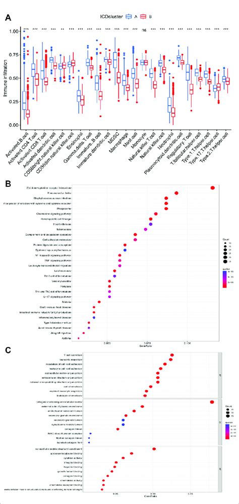 Go Kegg And Ssgsea Analyses Based On Degs In Distinct Icd Clusters Download Scientific