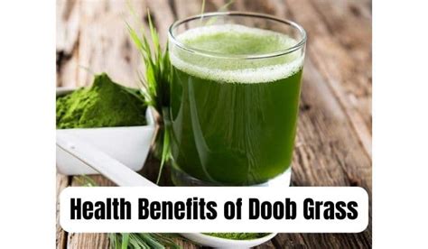 Health Benefits Of Doob Grass How Doob Grass Is Effective In Weight Loss Simplify Your Life