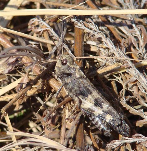 Dark Grasshopper Encoptolophus Sordidus Bugguidenet