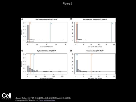 The Discovery Of XY Sex Chromosomes In A Boa And Python Ppt Download