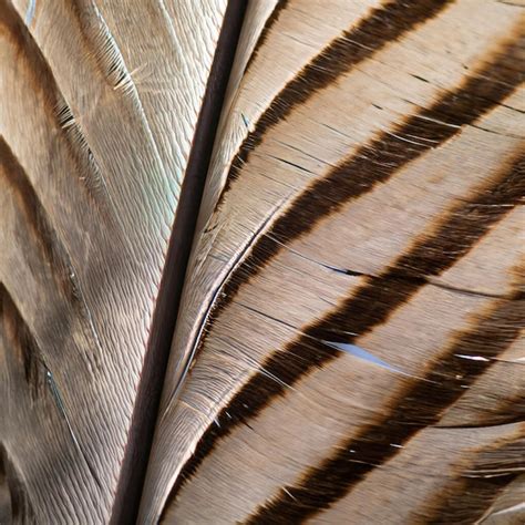 Premium Ai Image Feather Texture