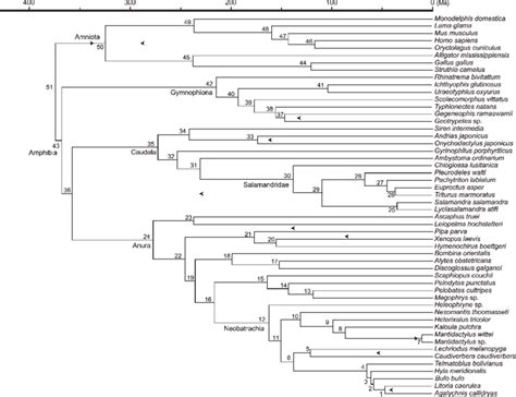 The Rooted Tree For The Amphibian Data Set Showing Fossil Download Scientific Diagram