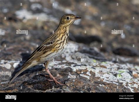 Boompieper Tree Pipit Stock Photo Alamy
