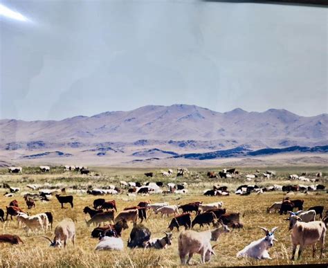 Говь Алтай аймгийн Баян Уул сумын зарын грүпп