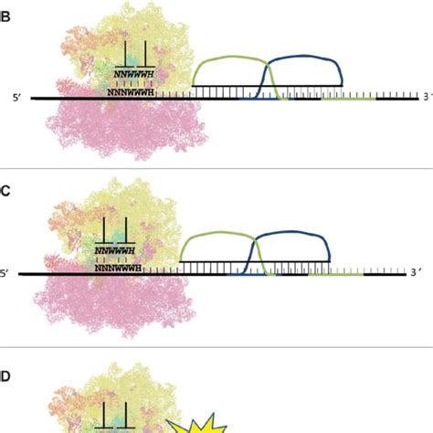 PRF Signals Structure And Mechanism A A Typical PRF Signal Is Download Scientific