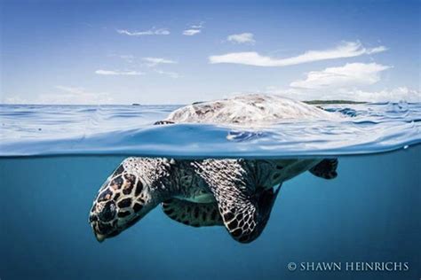 Image Of Poached Turtle Without A Shell Will Inspire You To Act For The Oceans Species