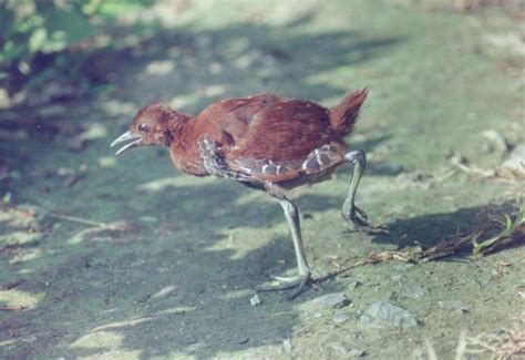 Andaman Crake Birdforum Opus Birdforum