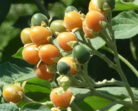 Tomato Tsifomandra: characteristics and description of the variety ...
