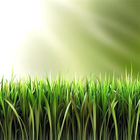 9000 Saud Grass Pictures