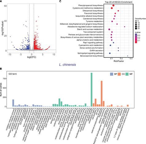 Frontiers Metabolomic And Transcriptomic Analyses Of Rice Plant