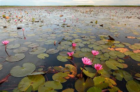 Red Lotus Flowers Field Thale Noi Lake Phatthalung Province Thailand