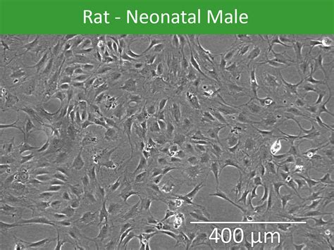 Rat Fischer Bone Marrow Derived Mesenchymal Stem Cells Neonatal Male