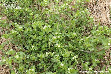 Common Chickweed Aggieturf
