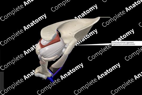 Coracoacromial Ligament Arthroscopic Coracohumeral Ligament Release