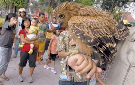 Burung Hantu Yang Hidup Malam Hari Dipaksa Kerja Di Siang Hari