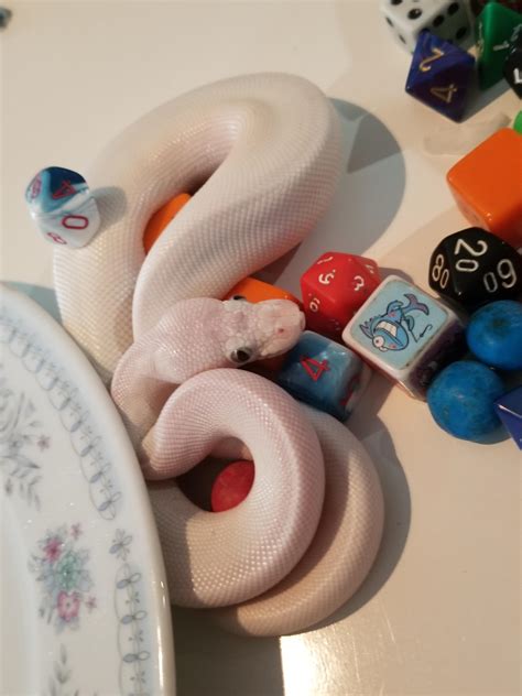 Took Nimbus To Dnd He Hoarded All The Dice Rreptiles