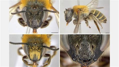 New Species Of Bee Is Discovered In Paraná Revista Cultivar