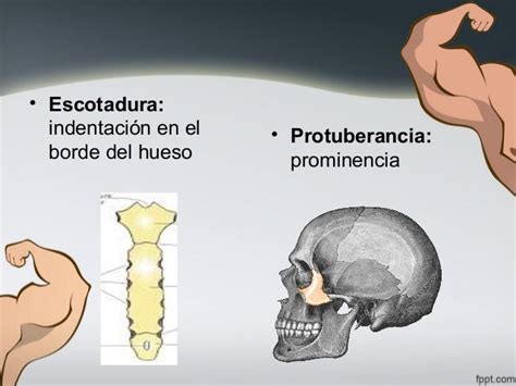 Sistema Musculoesquelético