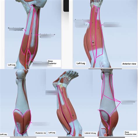 Leg Muscles Leg Diagram Quizlet Leg Muscles Leg Diagram Quizlet