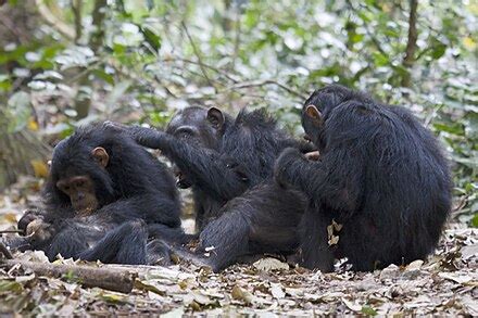 Chimpanzee Wikipedia