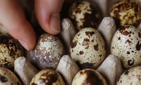 Common Brooding Issues And How To Solve Them